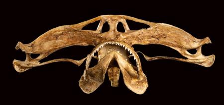 Civitai | Hammerhead Alien for SDXL