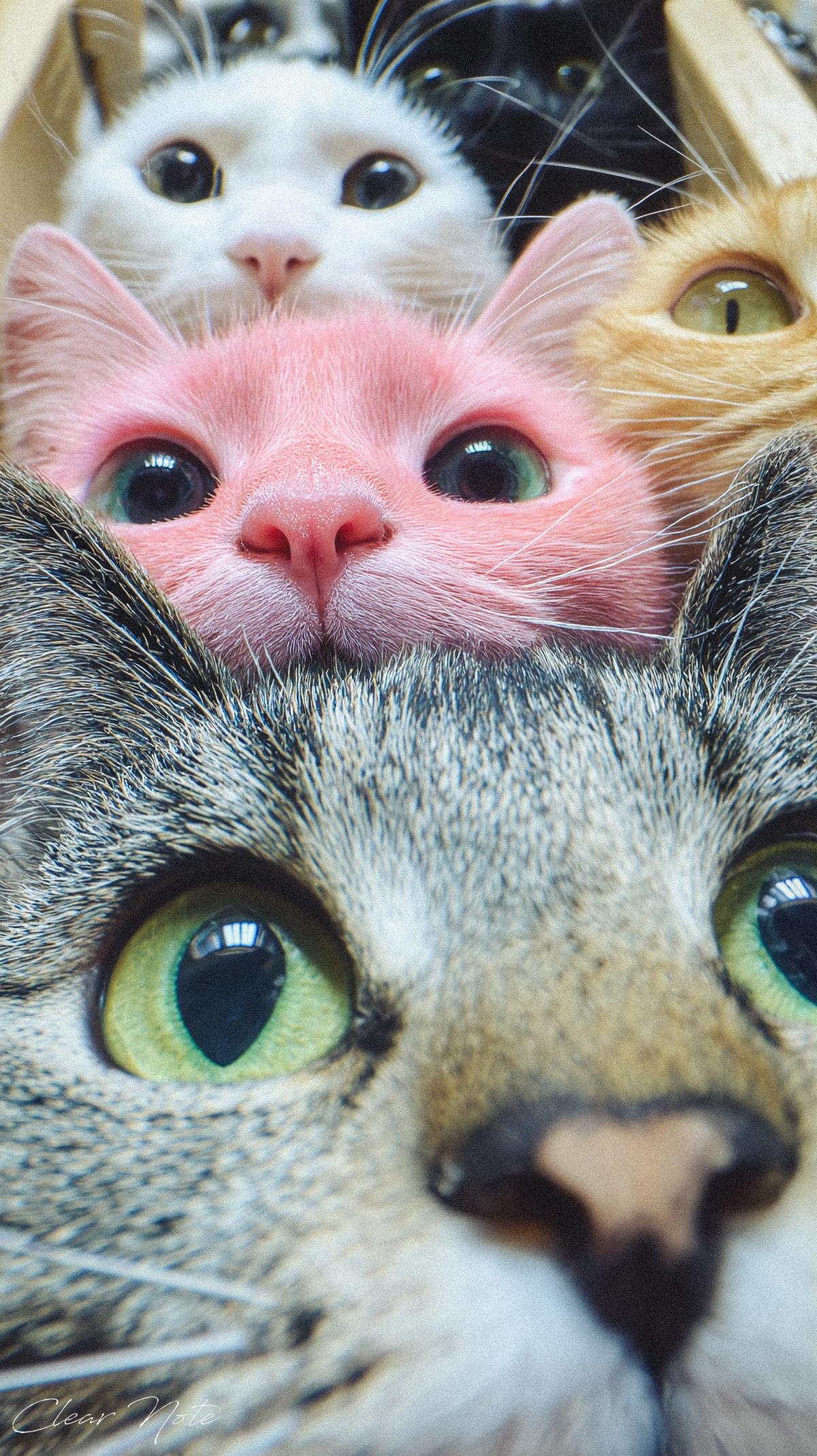 Image posted by Clear_Note