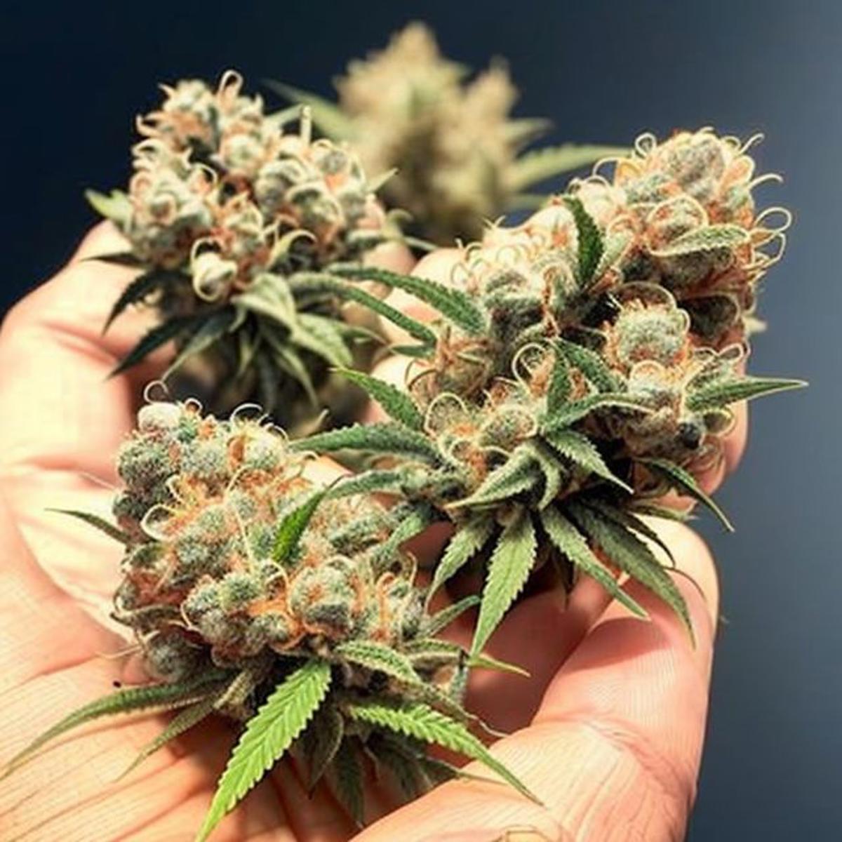 Image posted by muddylemon