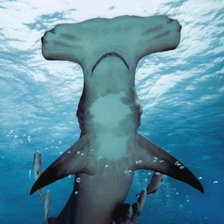 Civitai | Hammerhead Alien for SDXL